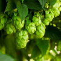 LA Bodega – Brewing Company